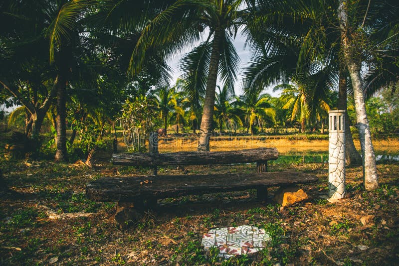 Wooden Bench on a Background of Palm Trees Stock Image - Image of ...
