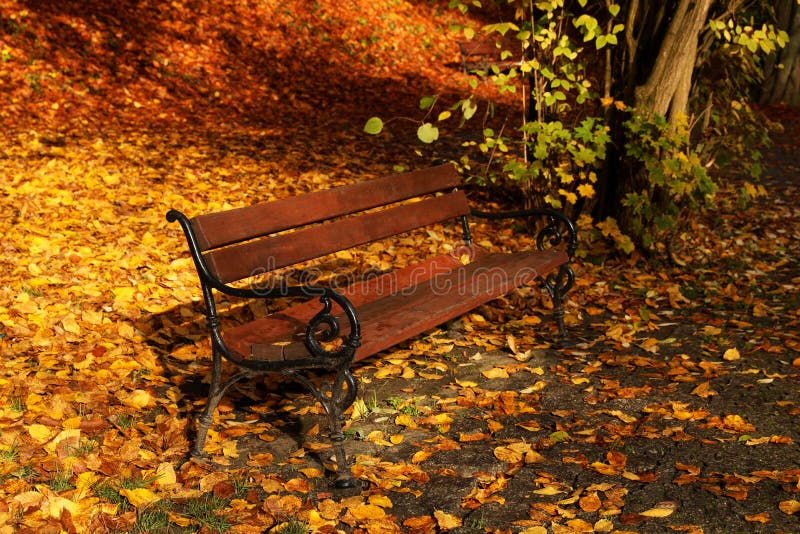Wooden Bench and Fallen Yellowed Leaves in Park Stock Image - Image of ...