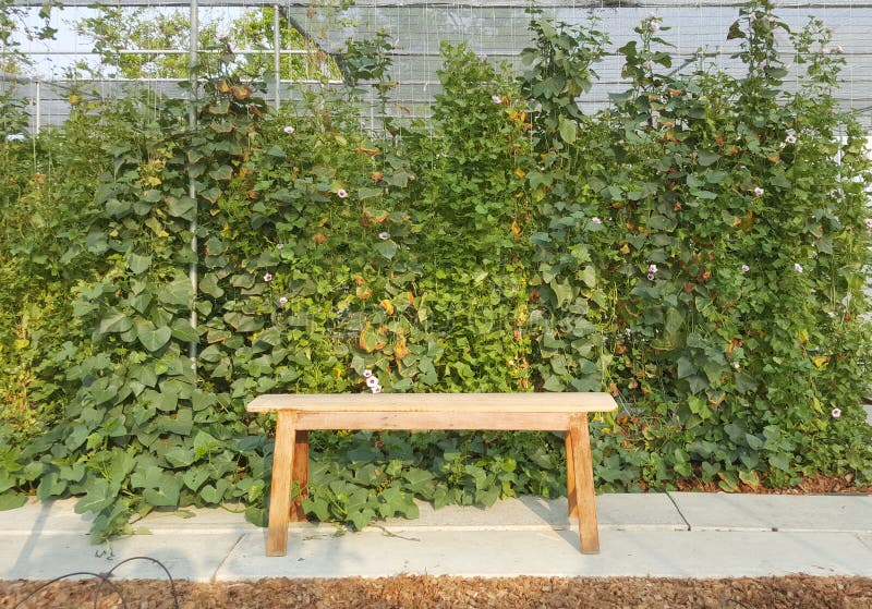 Wooden bench in the farm stock image. Image of agriculture - 71598167