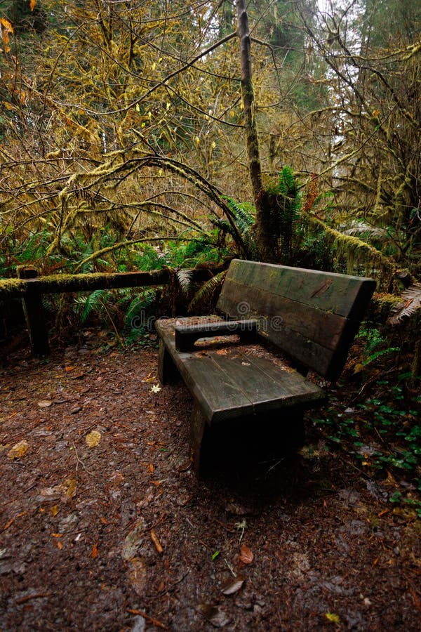 Wooden bench in the forest stock image. Image of fall - 268606233