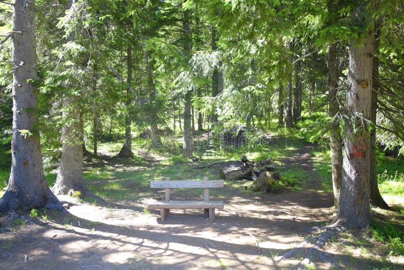 Bench in a forest stock image. Image of forest, trees - 102294689