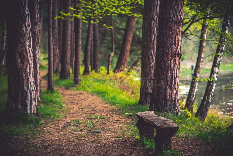 Wooden bench in forest stock photo. Image of season, wooden - 91984864