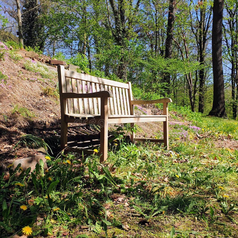 Wooden Bench in a Forest Placed at a Slope Stock Image - Image of tree ...