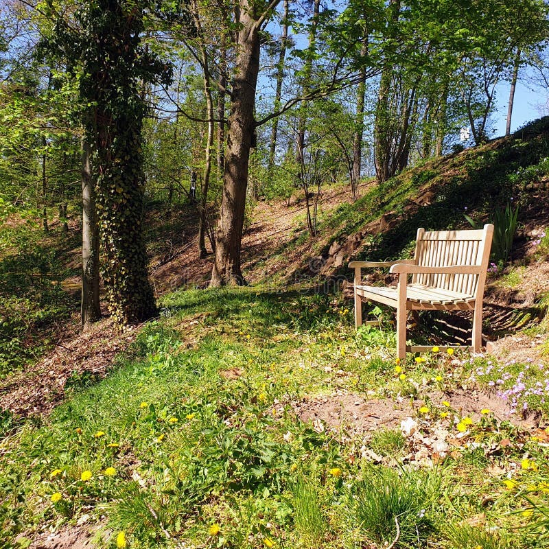 Wooden Bench in a Forest Placed at a Slope Stock Photo - Image of ...