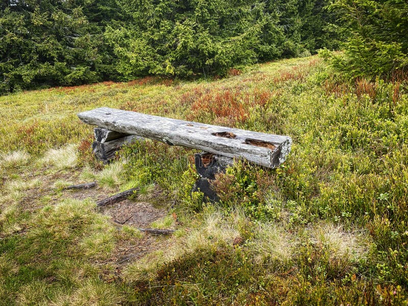 Wooden bench in forest stock photo. Image of nature - 184909126