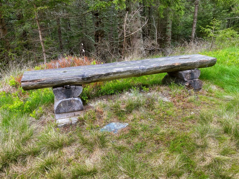 Wooden bench in forest stock photo. Image of wood, landscape - 184909132