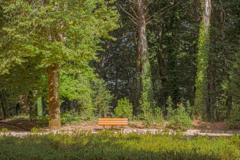 Wooden Bench in Forest with Sunset Stock Photo - Image of nature, rural ...