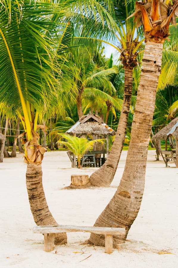 Wooden Bench in Front of Two Palms on the White Coral Sand Beach Stock ...