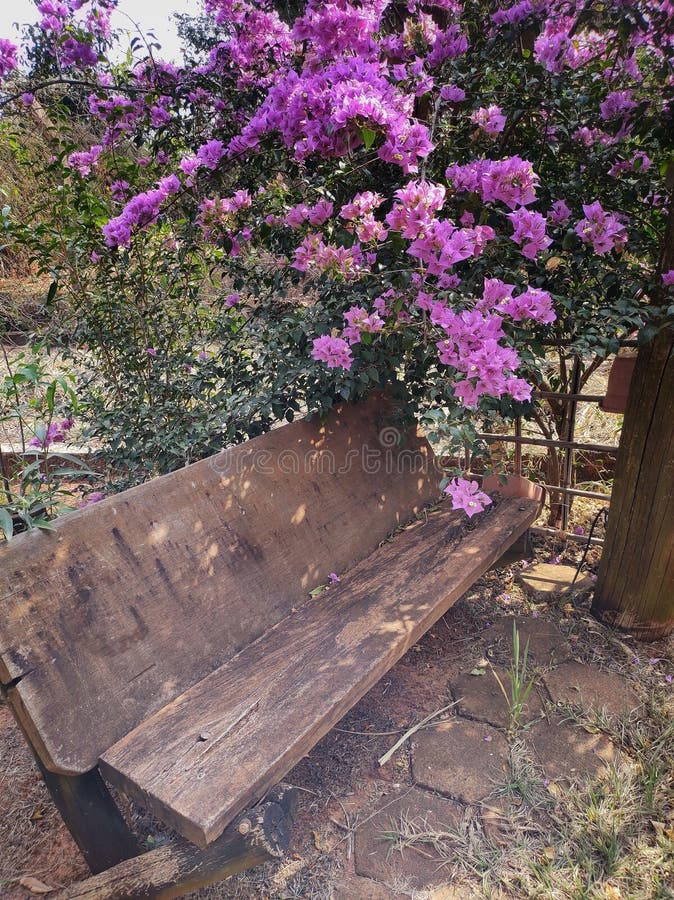 Wooden Bench in a Garden with Pink Flowers Stock Image - Image of shrub ...