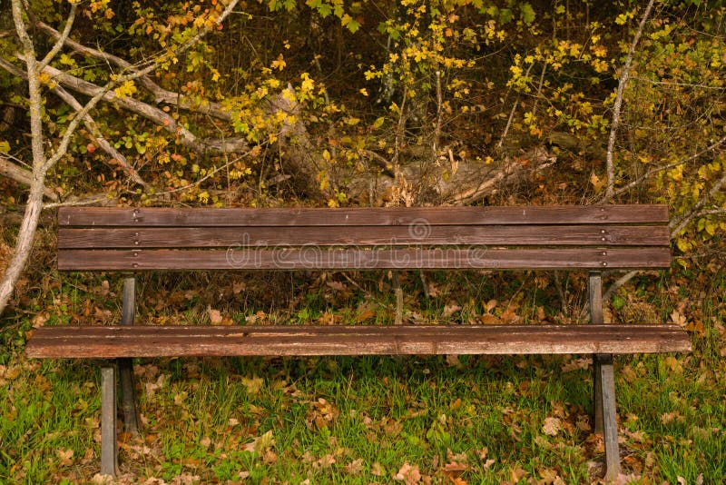 Wooden Bench on Grass with Plants in the Back in a Park Stock Photo ...