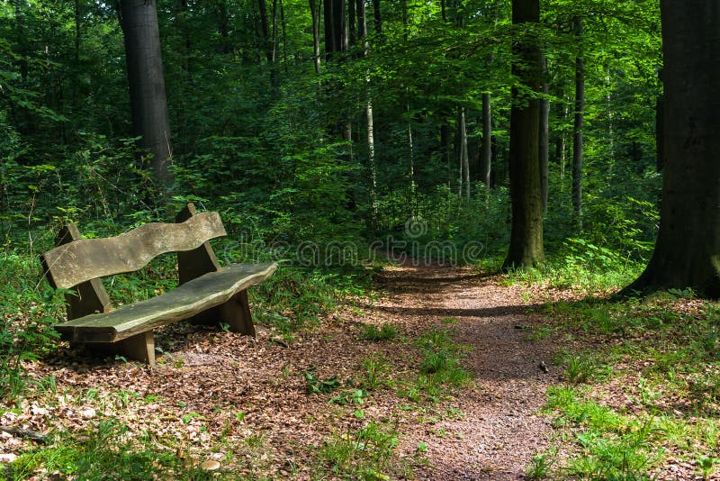 Bench in the forest stock photo. Image of leisure, ixodida - 114280980
