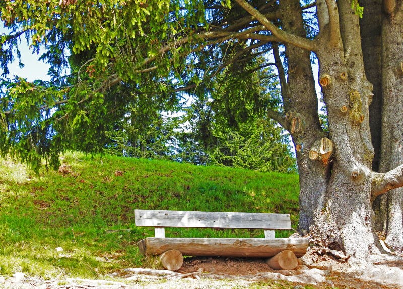 A wooden bench near a tree stock photo. Image of looking - 75782220