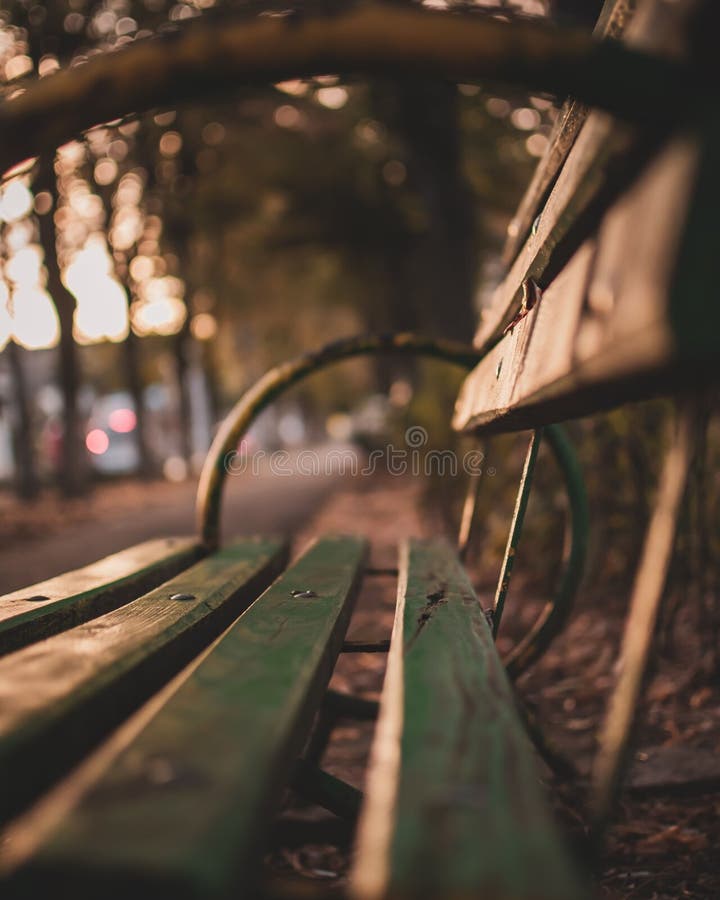 Wooden bench in park stock photo. Image of fresh, blooming - 269515876