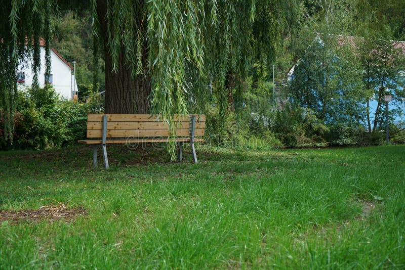 Wooden Bench at a Park Under a Willow Tree Stock Photo - Image of wood ...