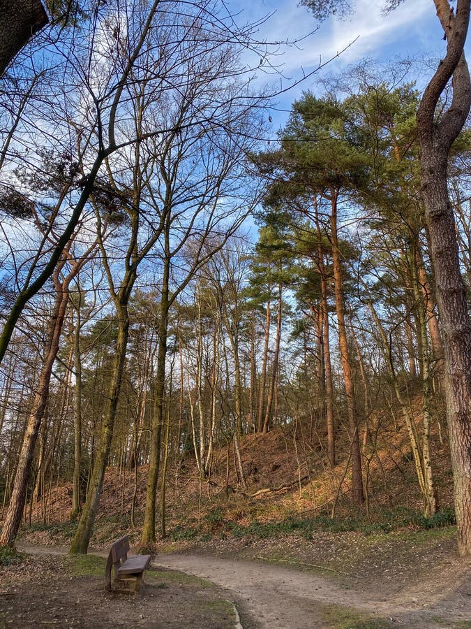 Wooden Bench on a Path in the Forest. Stock Photo - Image of meadow ...