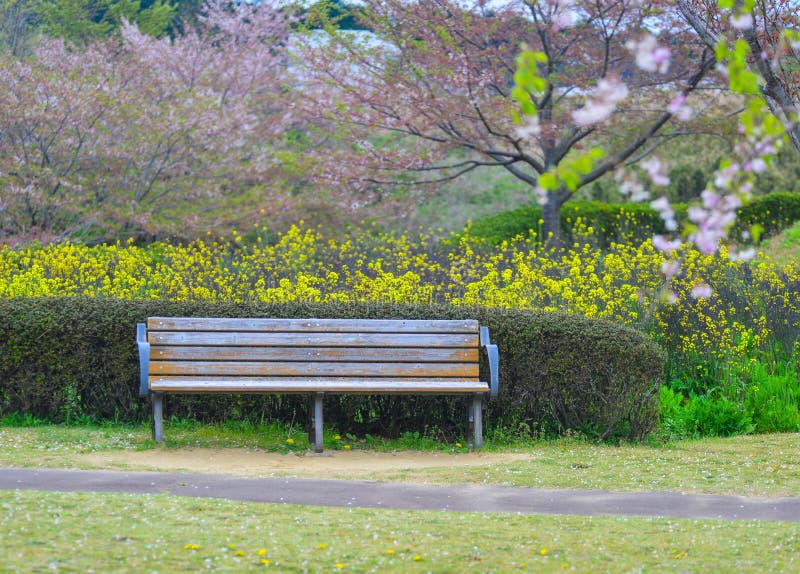 A wooden bench on the path stock photo. Image of bench - 147992334