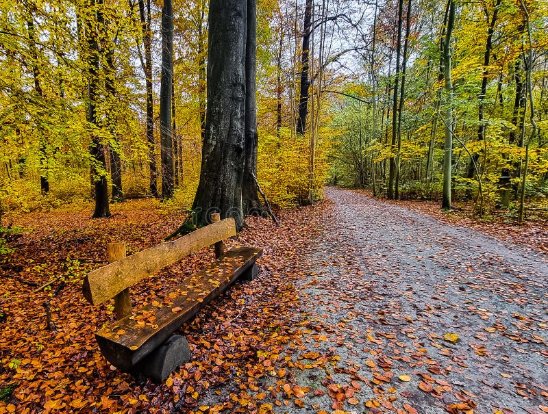 Wooden Bench on the Side of a Forest Path with Fallen Leaves of Autumn ...