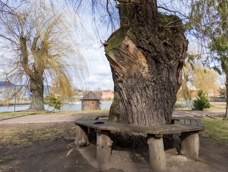 A Wooden Bench Sitting Under a Tree Next To a Lake Stock Photo - Image ...