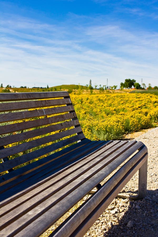 Wooden Bench in Spring stock photo. Image of canopy, spring - 25636298