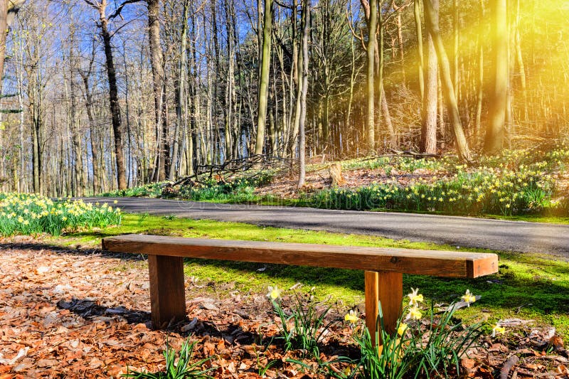 Wooden Bench in Sunny Spring Park Stock Photo - Image of road, nature ...