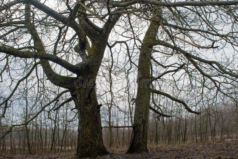 Wooden Bench between Two Trees in the Forest Stock Photo - Image of ...