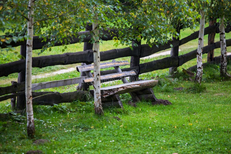 Wooden Bench Under Birch Trees Stock Photo - Image of handrail, bush ...