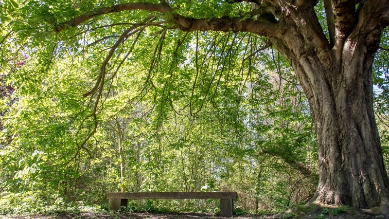 574 Bench Under Shade Tree Stock Photos - Free & Royalty-Free Stock ...