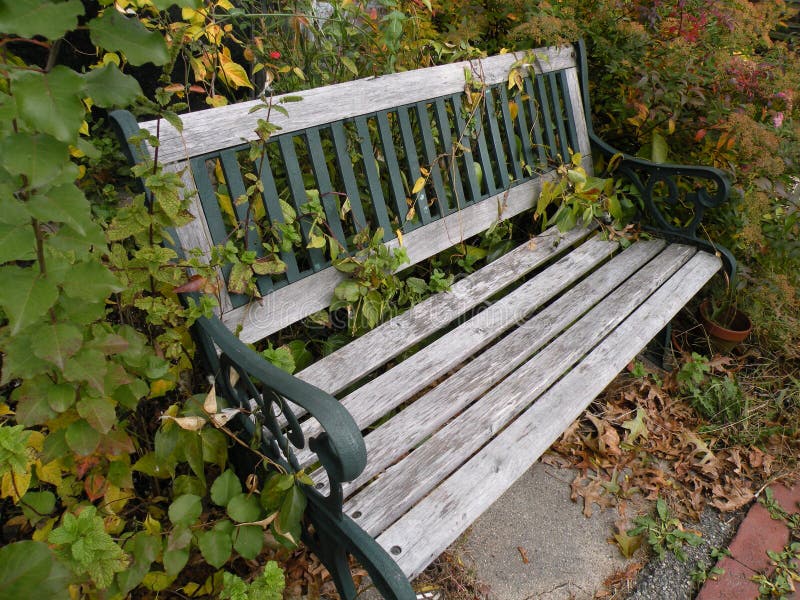 Wooden Bench in the Vines stock photo. Image of vine - 13468208