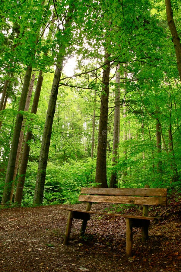 Lonely Bench on a Nature Walk a Bench Surrounded by Nature Stock Photo ...