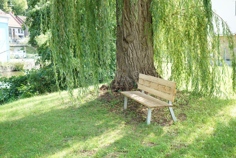 Wooden Bench by a Willow Tree Stock Photo - Image of background, plant ...