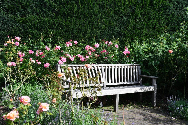 Wooden Bench and Wonderful Pink Roses Stock Photo - Image of boarder ...