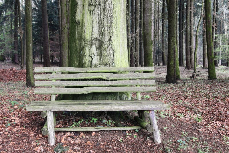 Wooden bench in the woods stock image. Image of quiet - 99887943
