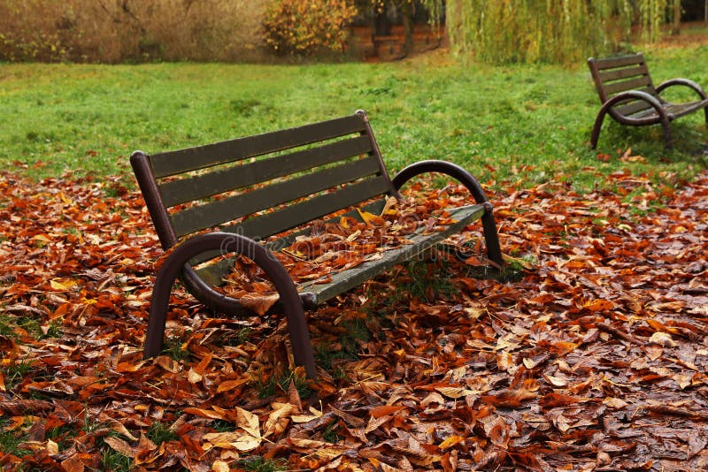 Wooden Benches and Fallen Yellowed Leaves in Park Stock Image - Image ...