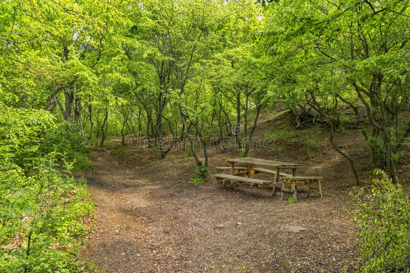 Wooden Benches in the Forest for Rest Stock Image - Image of amazing ...