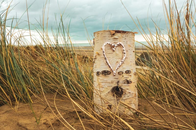 Wooden Birch Log on a Sandy Beach Stock Photo - Image of stump, soil ...