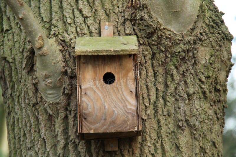 Wooden Bird Box. stock photo. Image of nature, tree, home - 77152094