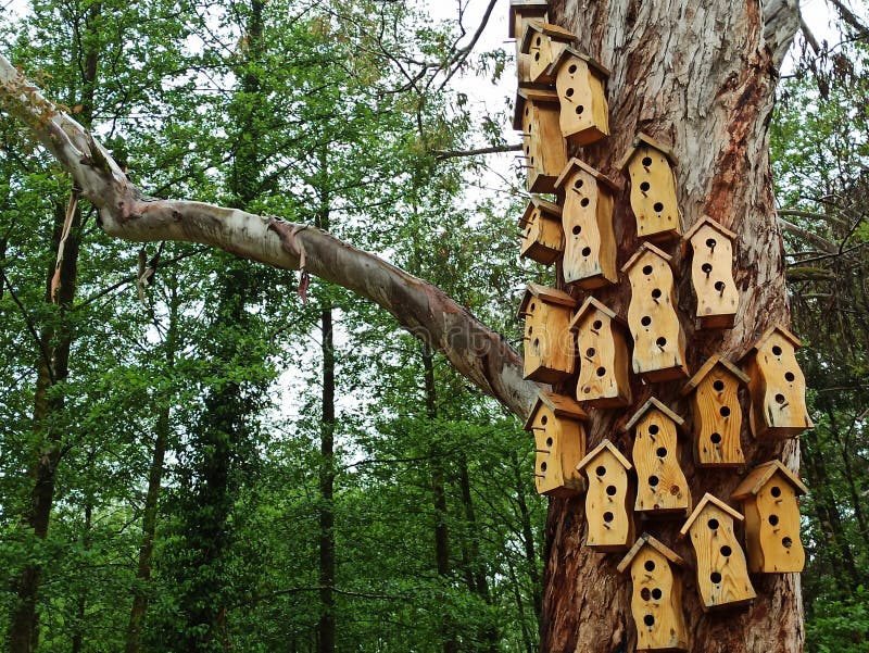 Wooden Bird Feeders on a Tree in the Park Stock Image - Image of bird ...