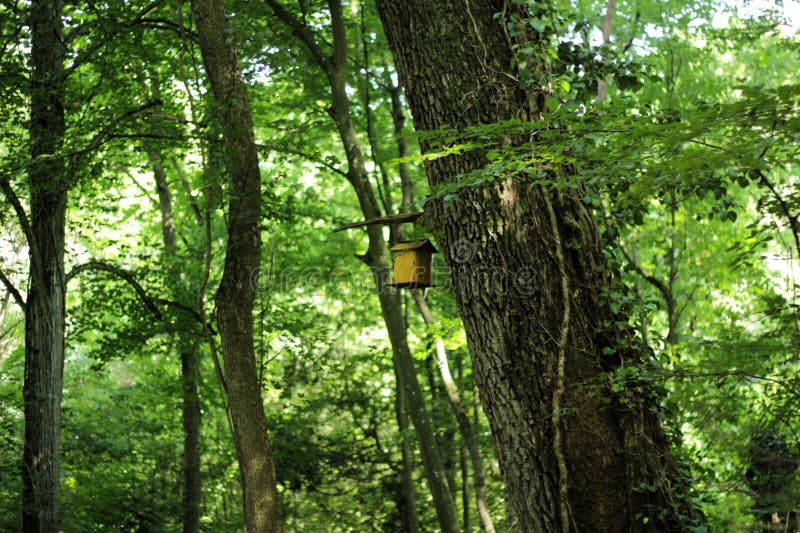 Wooden Bird House Attached To a Tree Stock Image - Image of nature ...