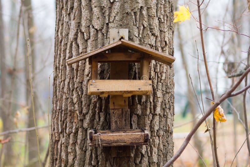 Wooden Bird House on Tree in Autumn Forest Stock Image - Image of wild ...