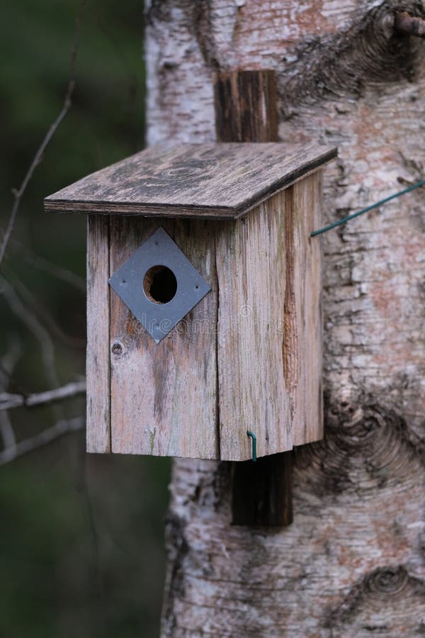Bird house stock image. Image of steel, forest, tree - 365268303