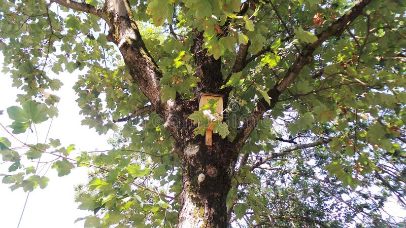 Wooden Birdhouse for Birds on a Tree Stock Photo - Image of green, home ...