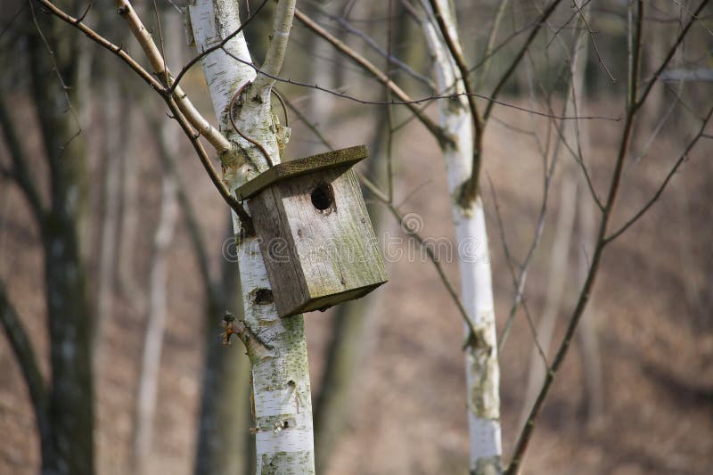 Wooden Birdhouse Mounted on the Birch Tree Stock Photo - Image of park ...