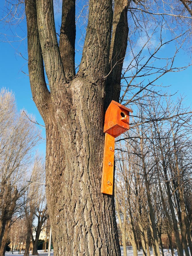Wooden Birdhouse in Spring on a Tree in the Park Stock Image - Image of ...