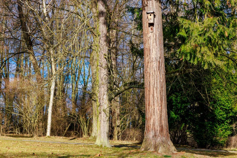 Wooden Birdhouse Tall Tree Serene Forest Setting Stock Photos - Free ...