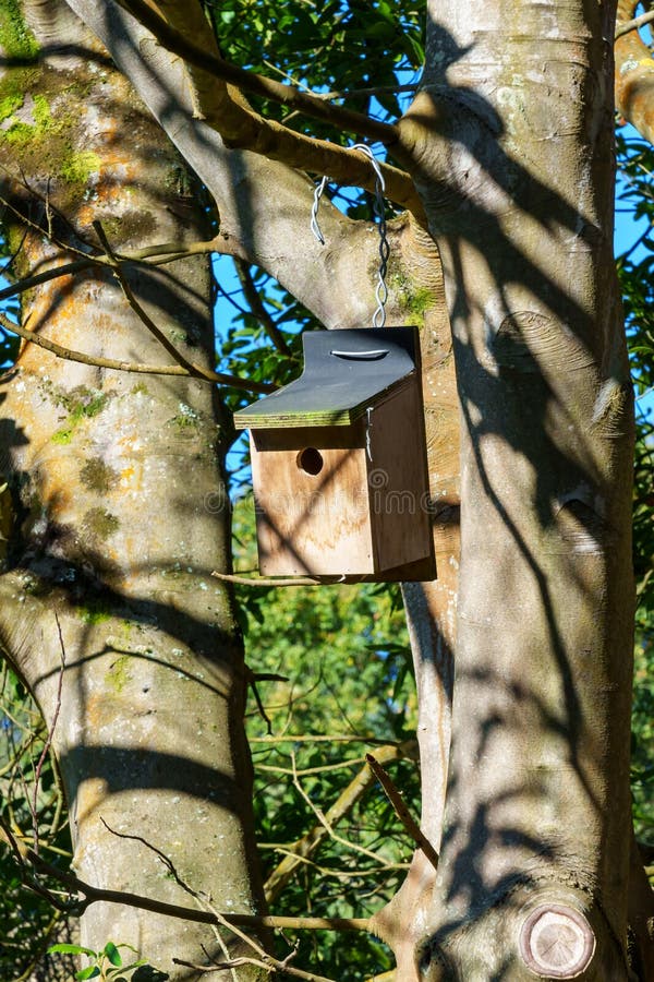 Wooden Birdhouse on a Tree in the Spring Forest Stock Photo - Image of ...
