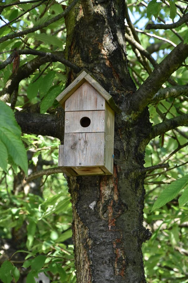 Birdhouse in a Deciduous Tree Stock Image - Image of hanging, birdbox ...