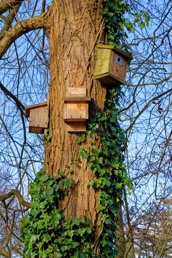 Birds house stock photo. Image of birds, snow, winter - 67122940