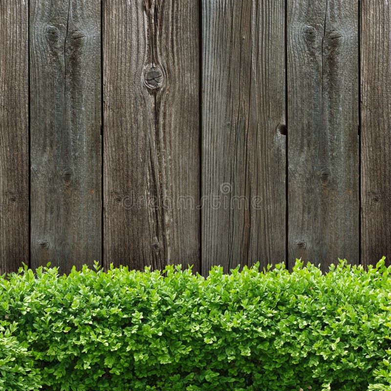 Wooden board and box tree stock image. Image of tree - 40089285