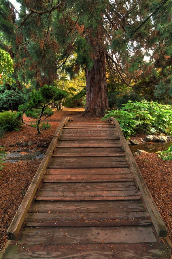 Wooden board walk stock image. Image of rainforest, natural - 12261683