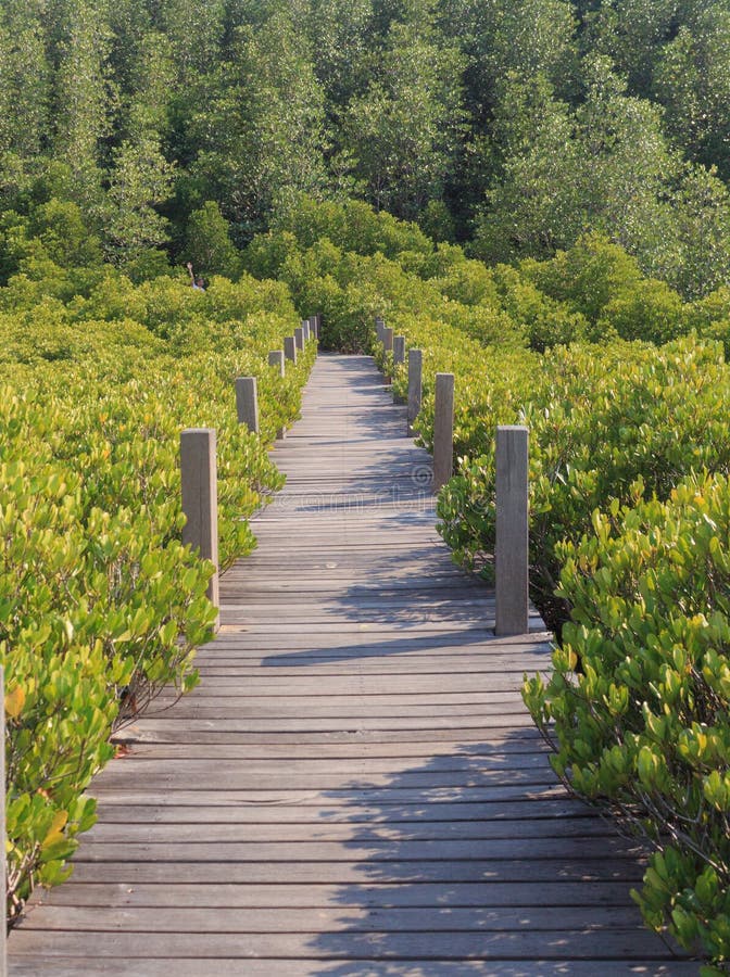 Wooden Board Walk Path Leading To Destination Stock Image - Image of ...